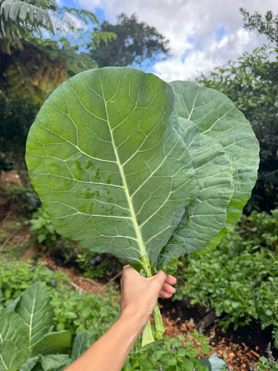 Collard greens – Al Sol de Hoy Puerto Rico